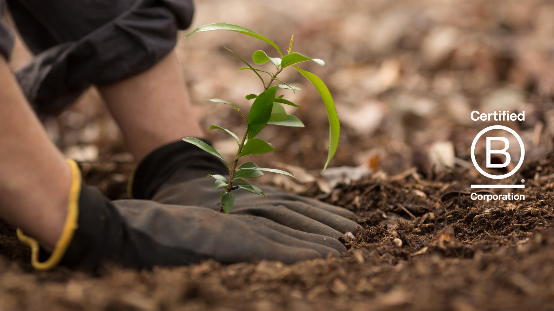 BGF attains B Corp certification - BGF